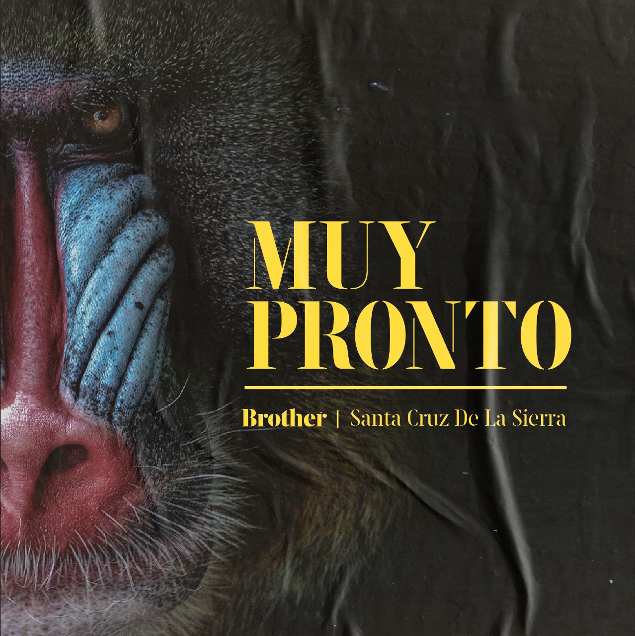 Home - Brother Santa Cruz